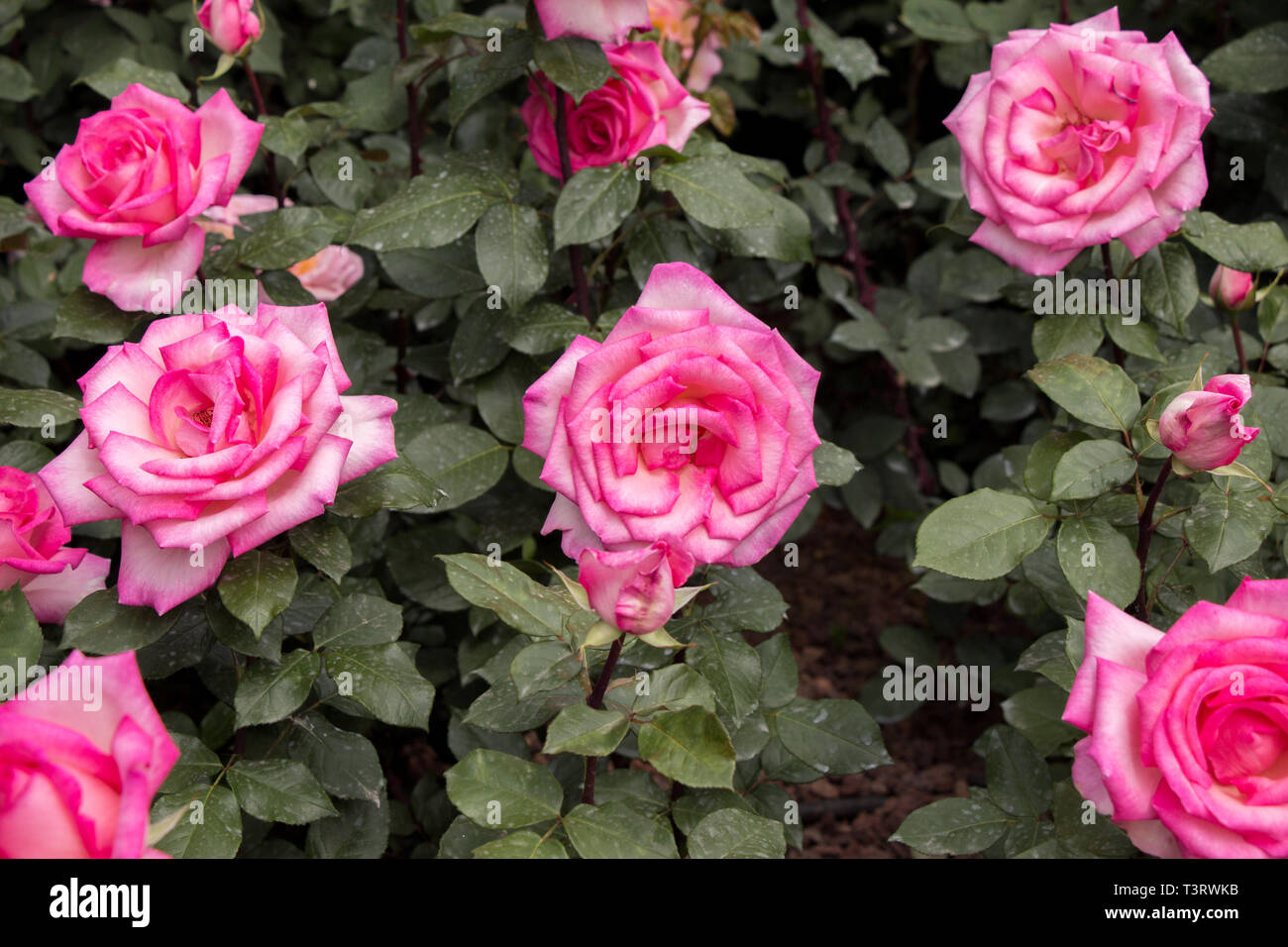Blooming beautiful colorful roses in the garden background Stock Photo ...