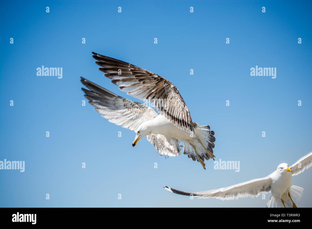 Two seagulls flying in a sky as a background Stock Photo - Alamy