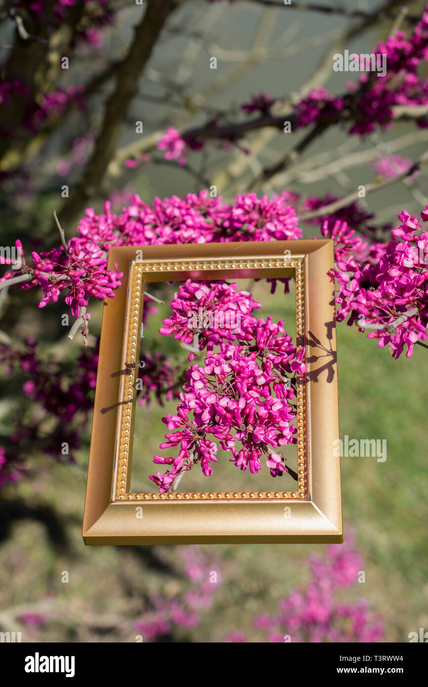 Tree bloom blossom beautiful flowers in wooden frame Stock Photo - Alamy