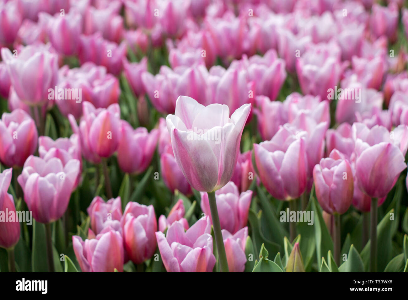 Pink color tulip flowers bloom in the garden Stock Photo - Alamy