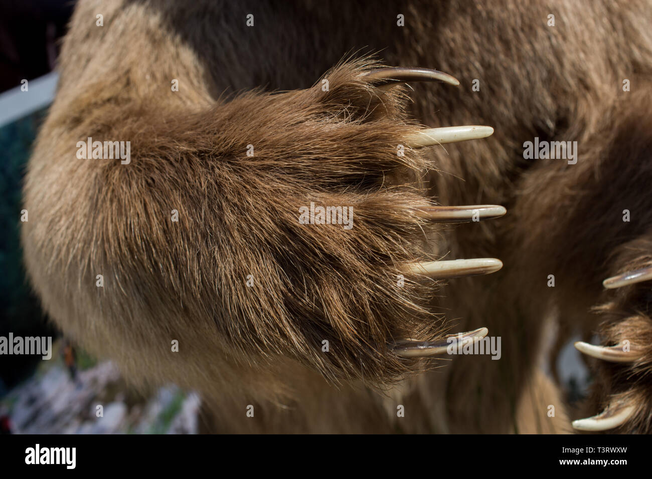 Brown Bear Paw With sharp Claws in view Stock Photo - Alamy