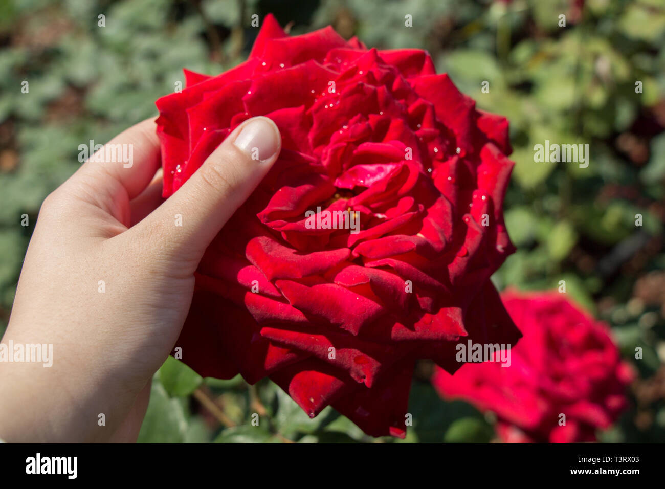 Hand holding rose bloom in in the garden Stock Photo - Alamy