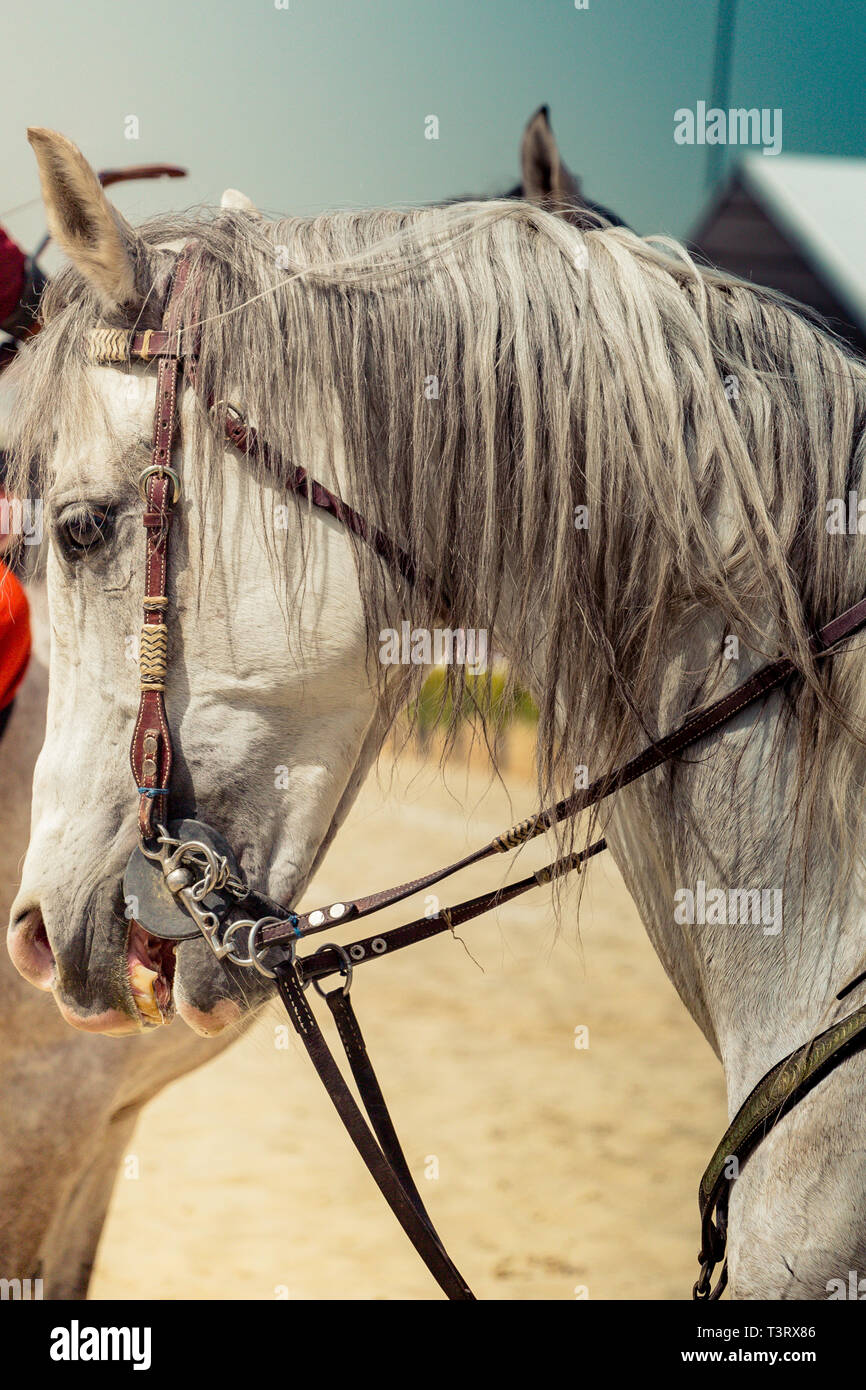 Portrait of a horse head with long mane and partial harness Stock Photo ...
