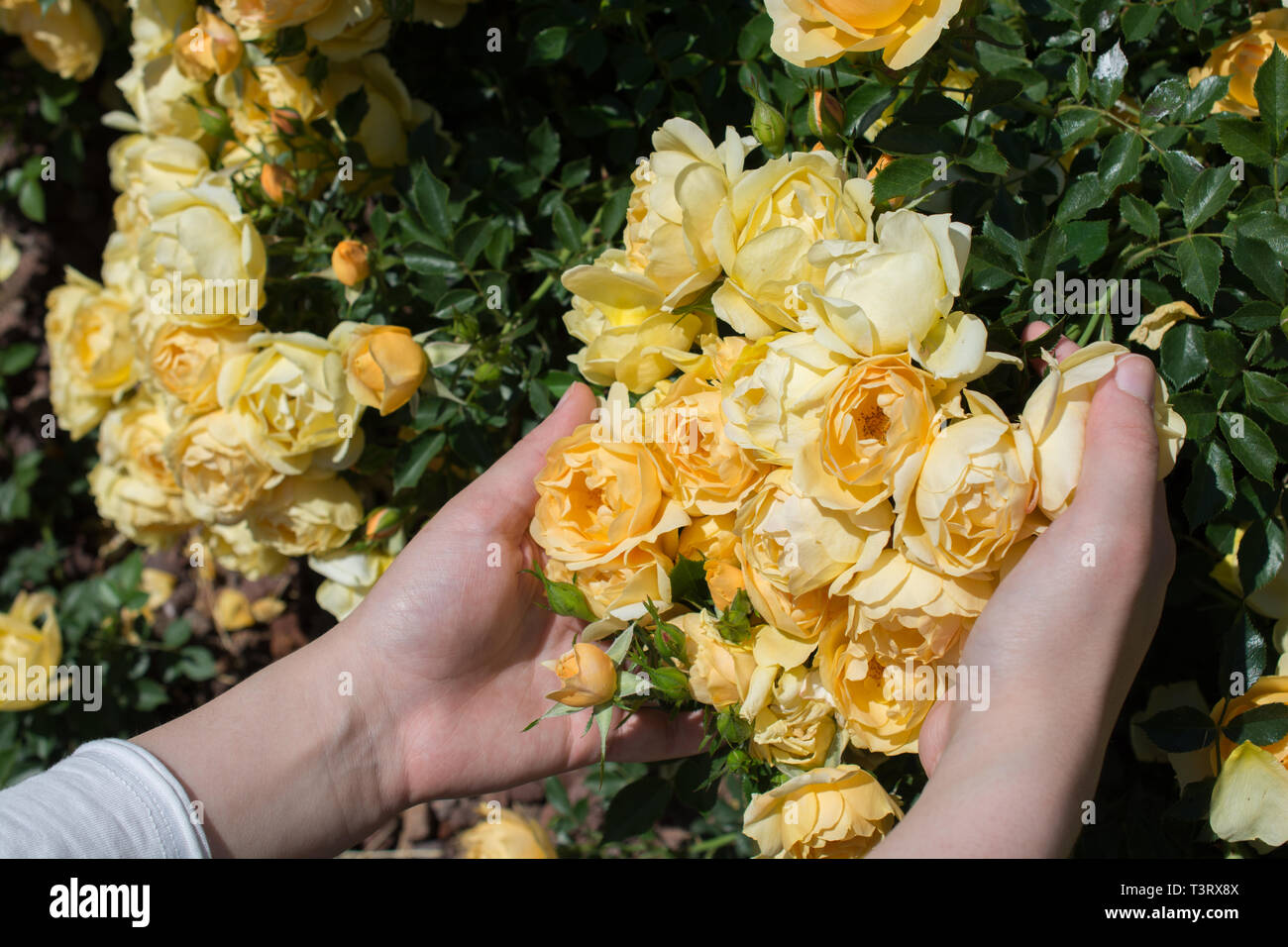 Beautiful fresh rose in hand Stock Photo - Alamy