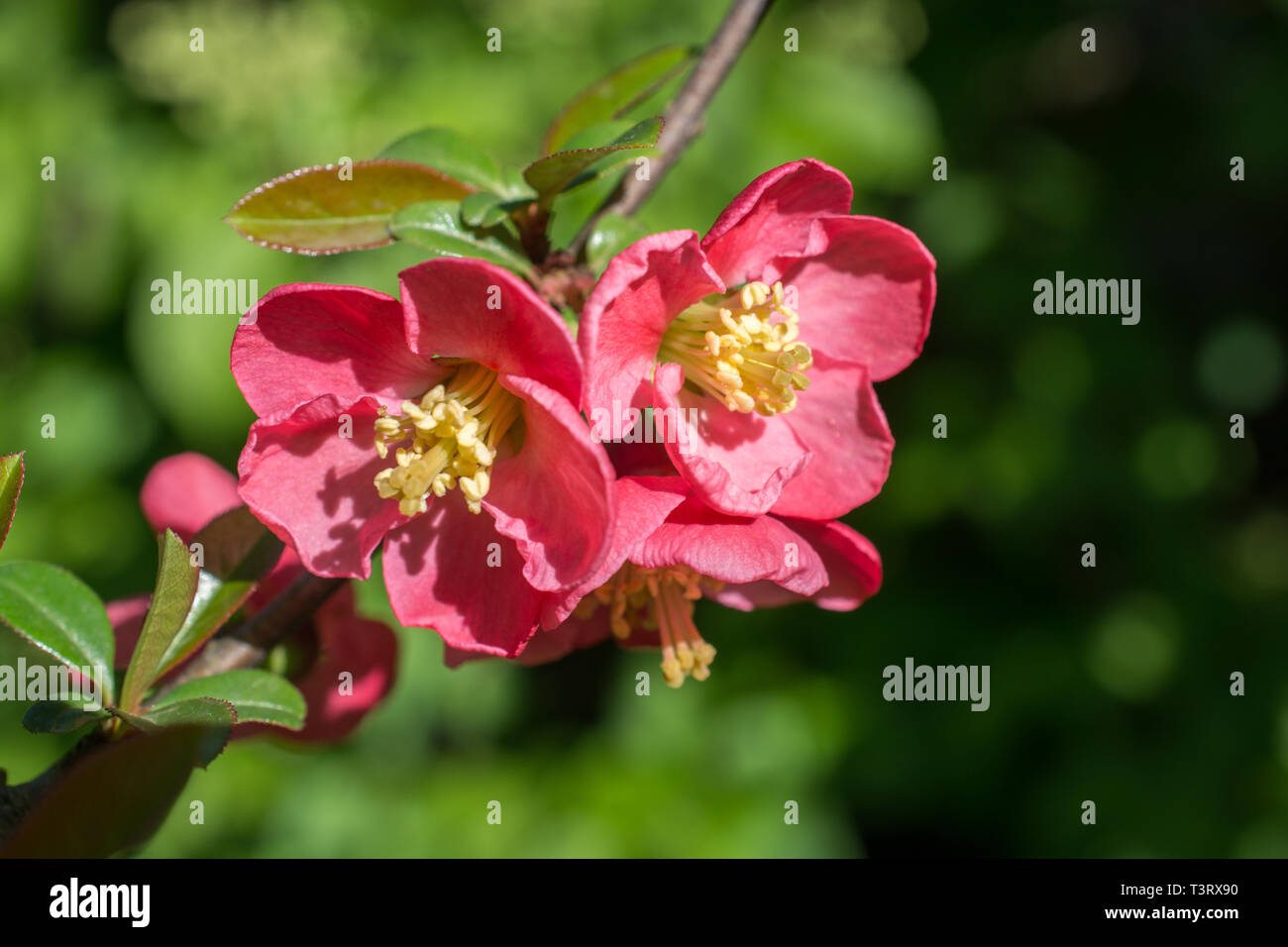 Tree bloom blossom beautiful flowers in spring season Stock Photo - Alamy