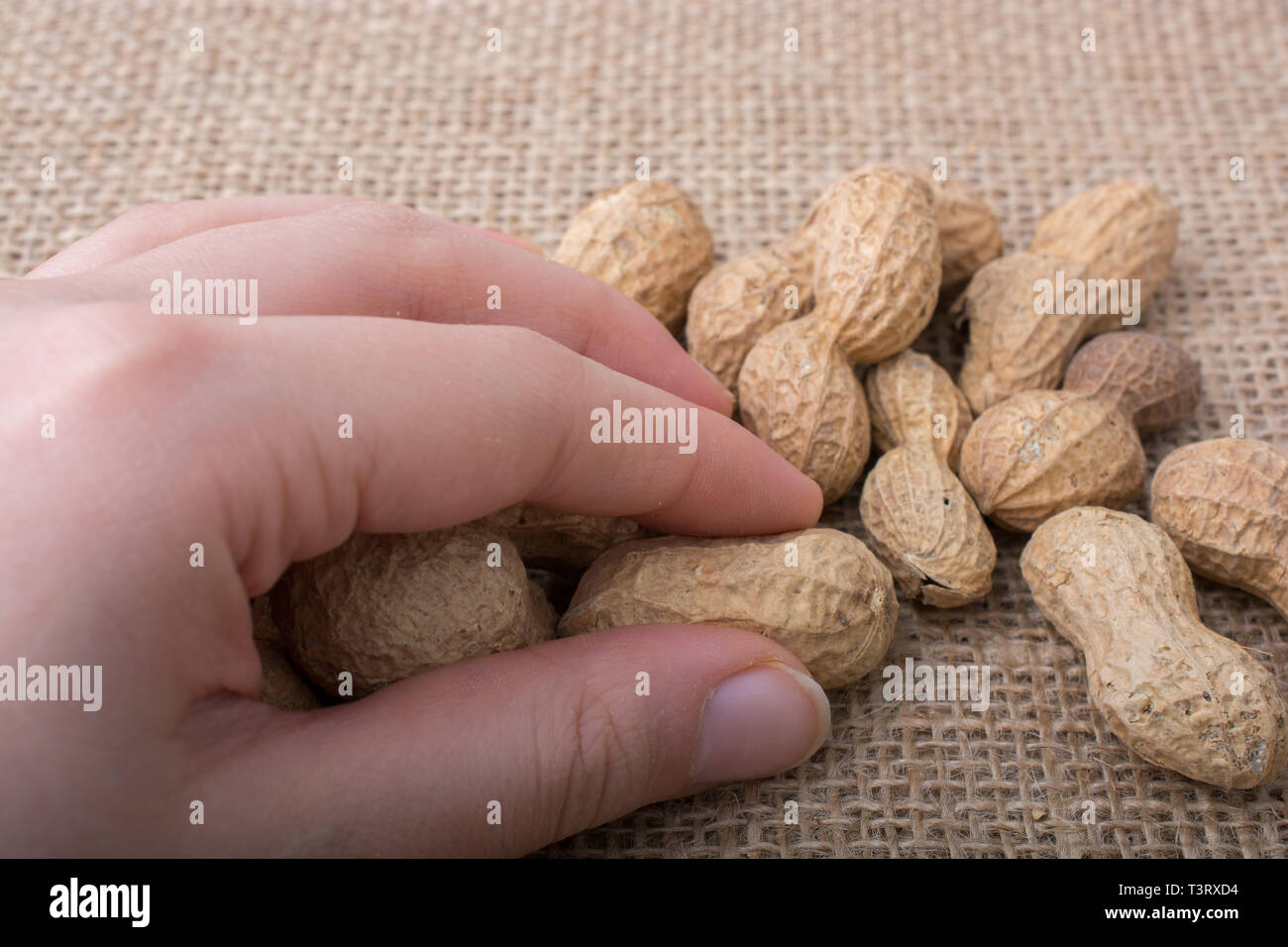 Peanuts in hand and on a linen canvas background Stock Photo - Alamy