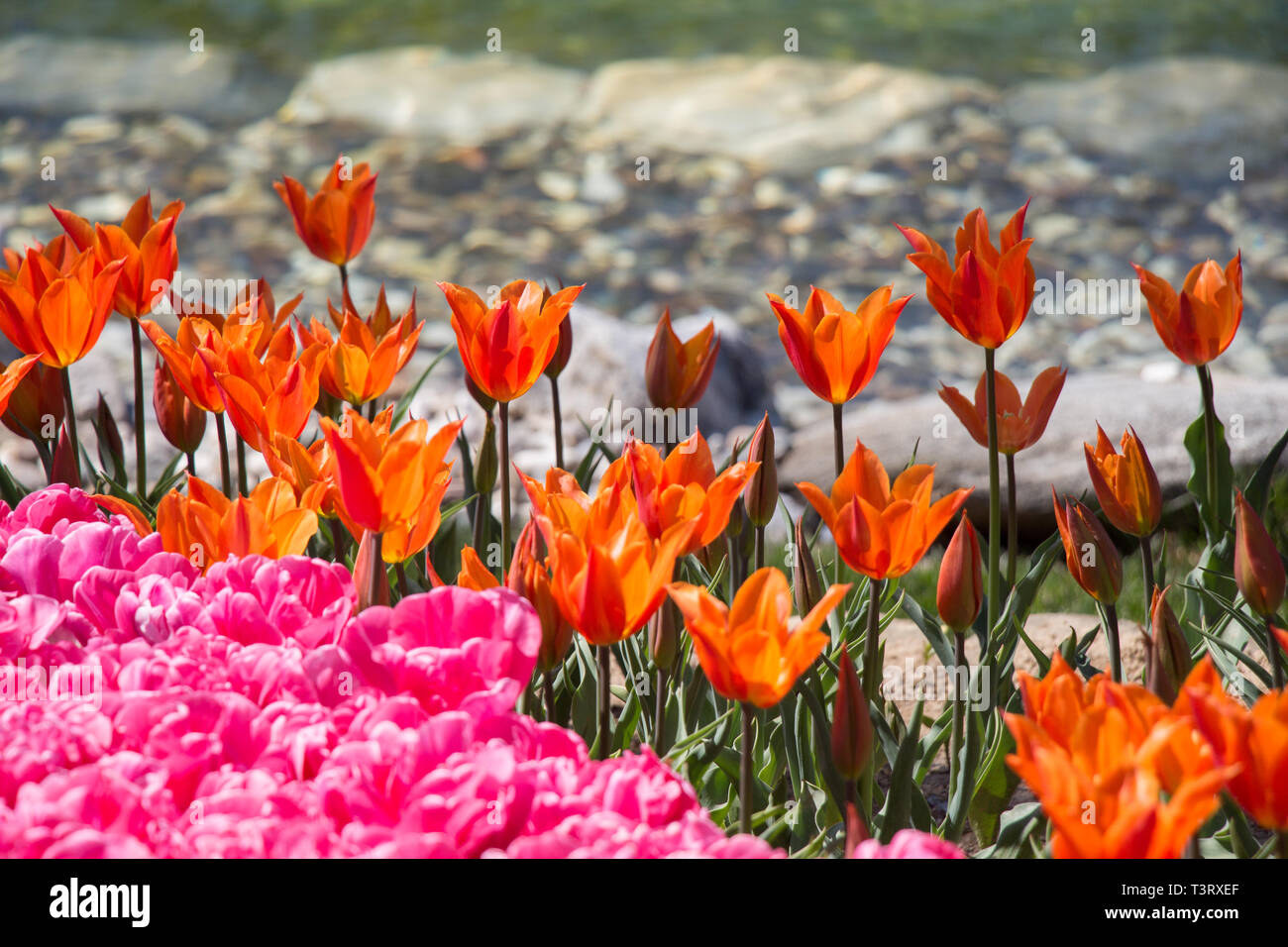 Orange color Tulips Bloom in Spring in garden Stock Photo - Alamy