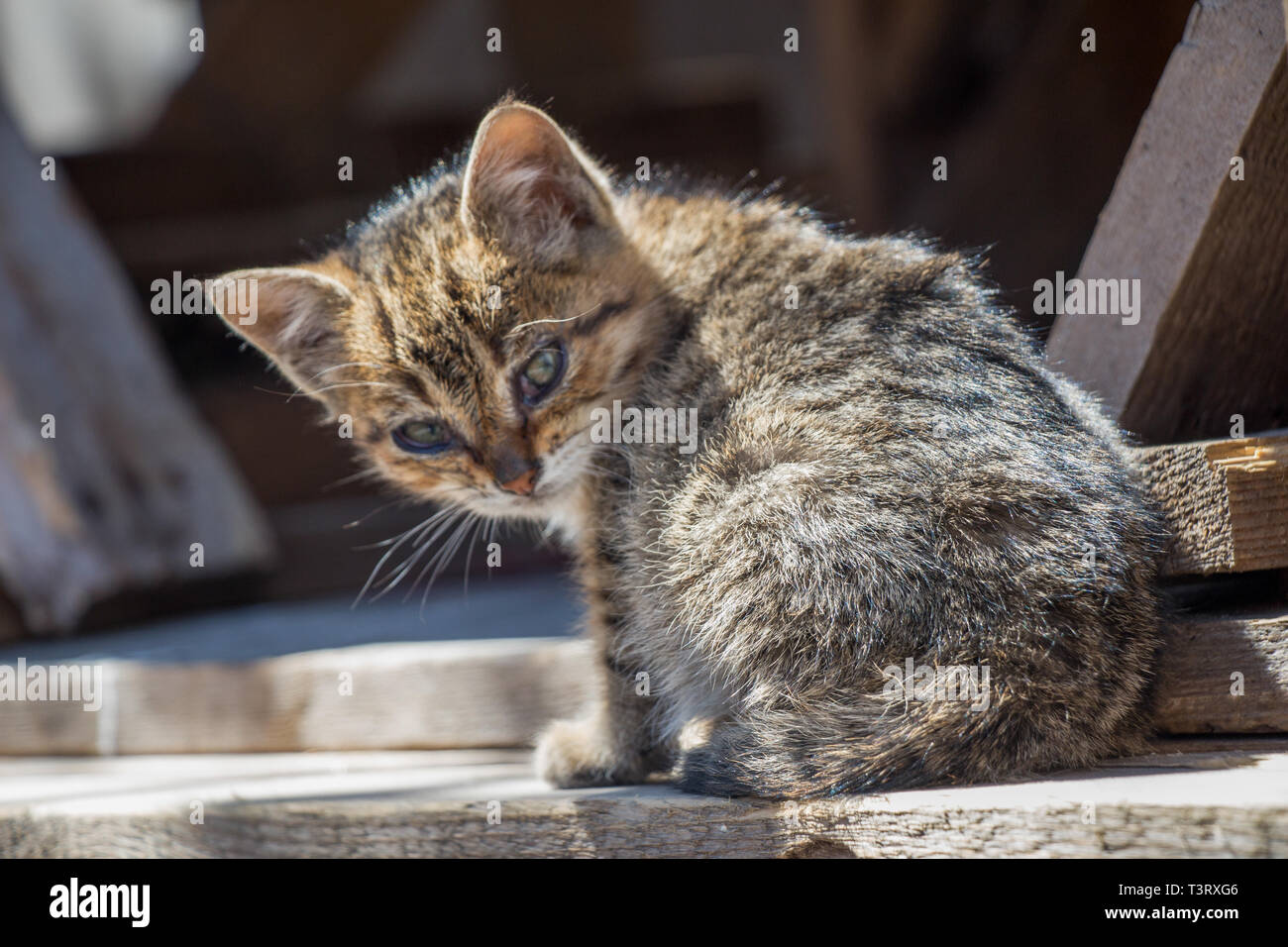 Stray cat in the street Stock Photo - Alamy