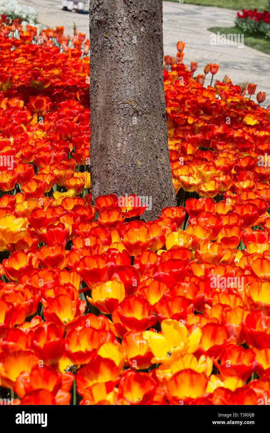 Tulip Flowers Blooming around tree trunk in Spring Season Stock Photo ...