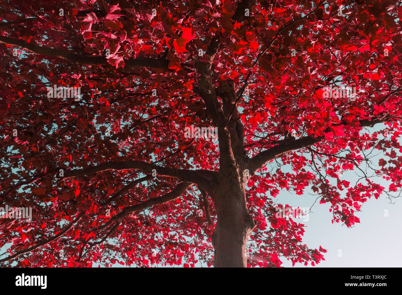 tree with red leaves Stock Photo - Alamy