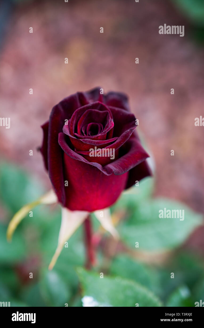 Beautiful colorful Rose Flower on garden background Stock Photo - Alamy