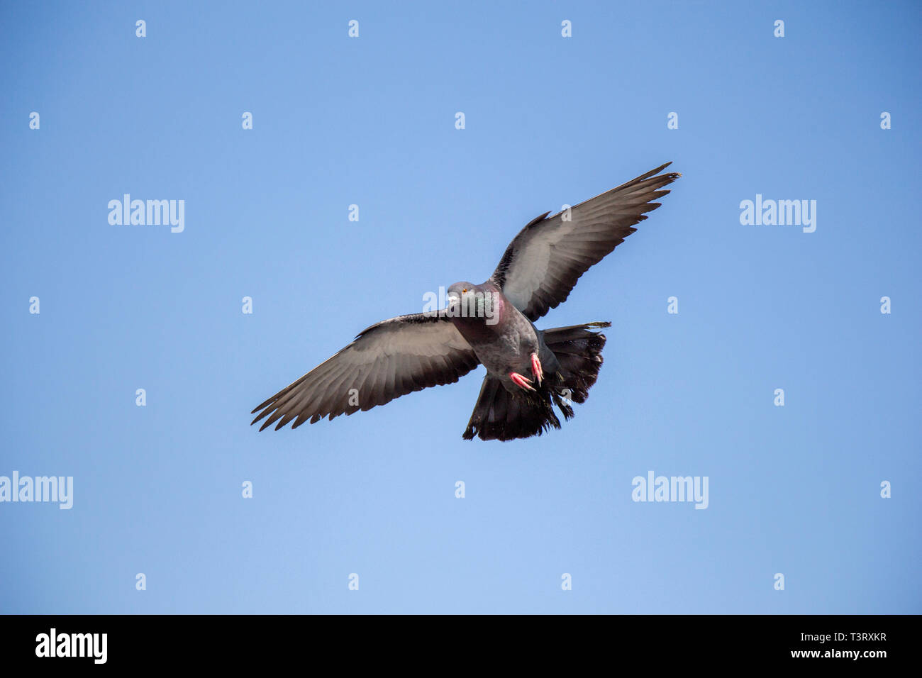 Single pigeon in the air with wings wide open Stock Photo - Alamy