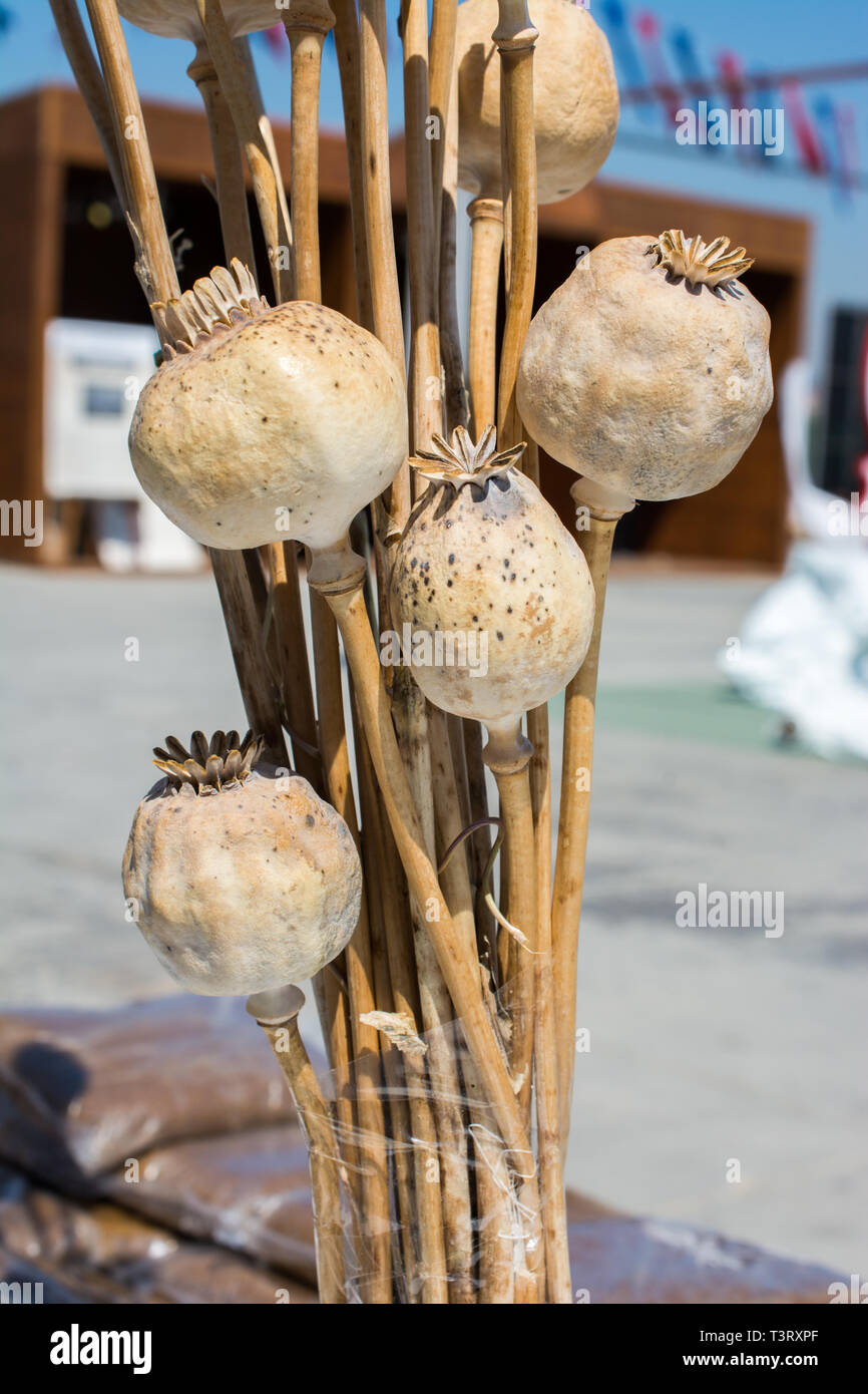 Dried poppy heads seen in view Stock Photo - Alamy