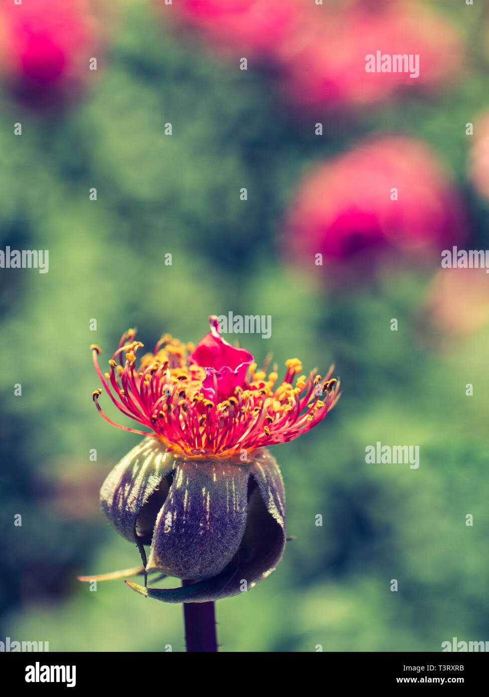 Rose flower without petals in the garden in spring Stock Photo - Alamy