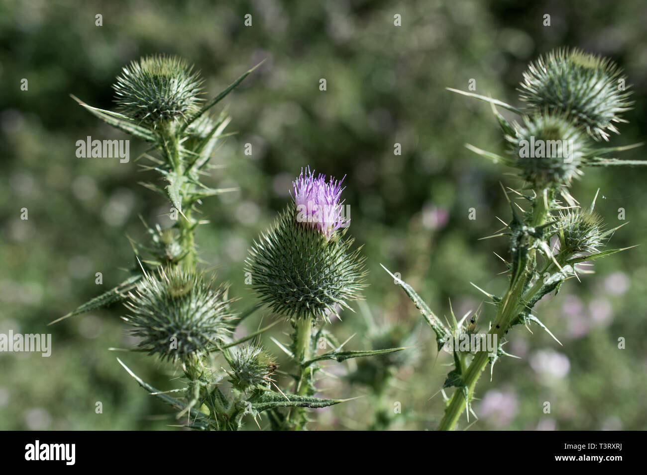 Beautiful Thistle flowers in nature background Stock Photo - Alamy