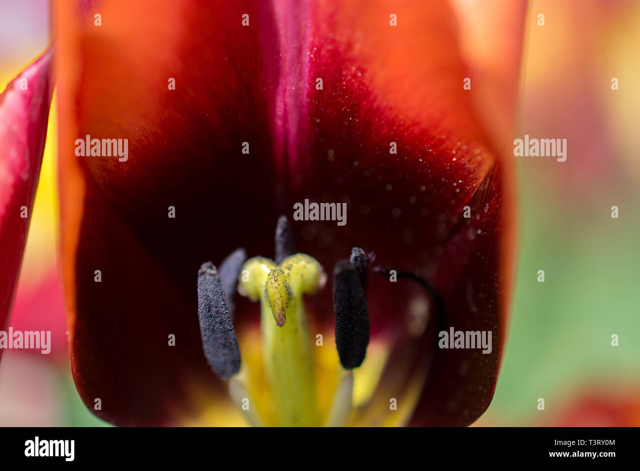 Colorful tulip flower bloom in the spring garden Stock Photo - Alamy