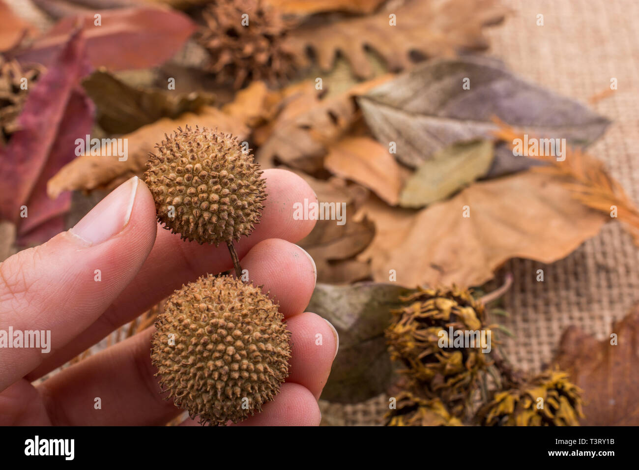 Hand holding pods or capsules in hand on canvas background Stock Photo ...