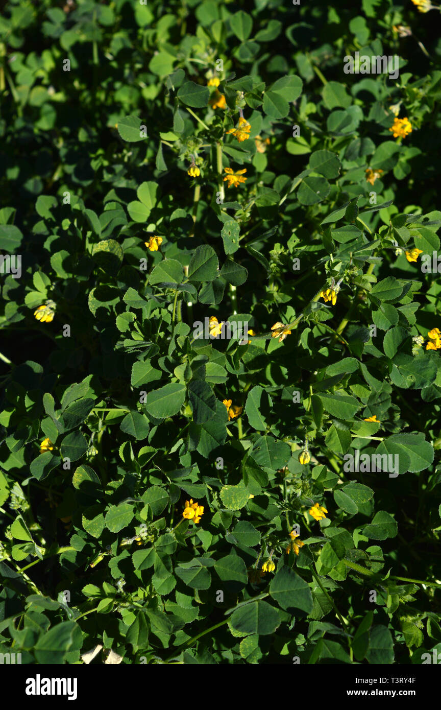Burclover hi-res stock photography and images - Alamy