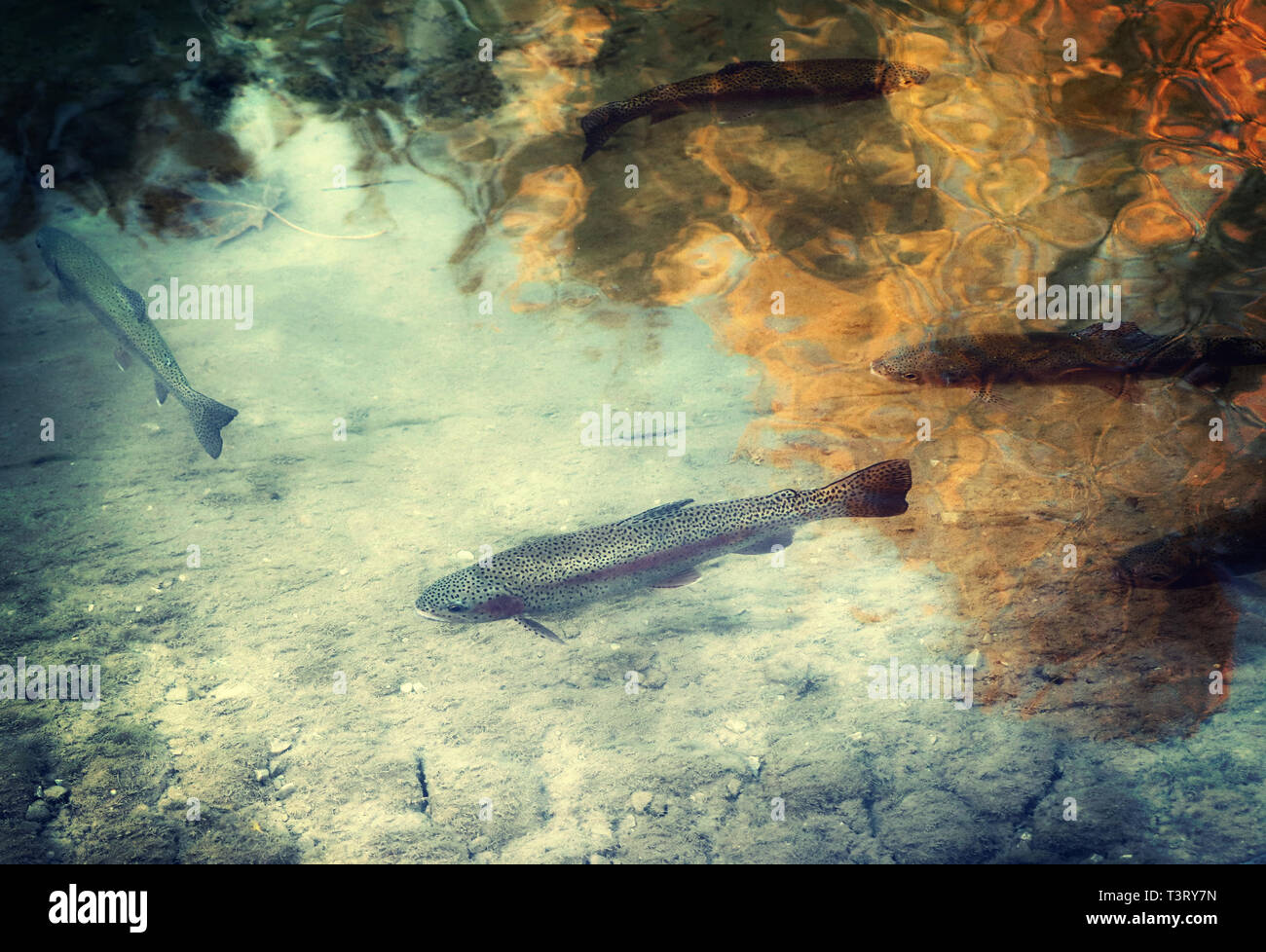 A rainbow trout invasive fish in a shallow pond with transparent waters ...