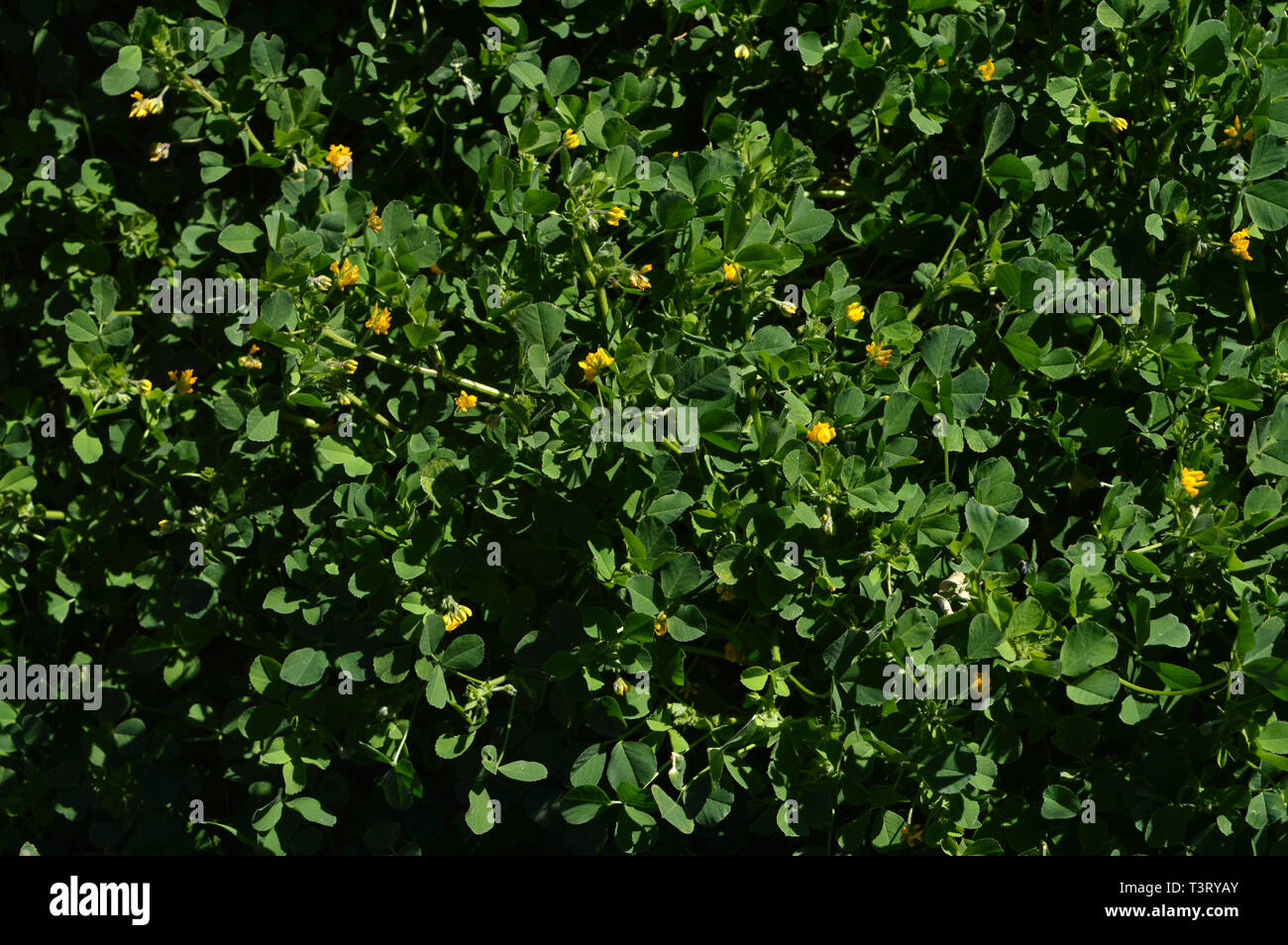 Medicago polymorpha california burclover burr hi-res stock photography ...