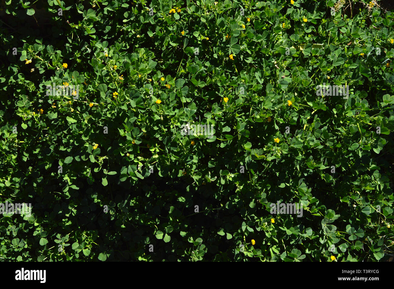 Medicago polymorpha california burclover burr hi-res stock photography ...
