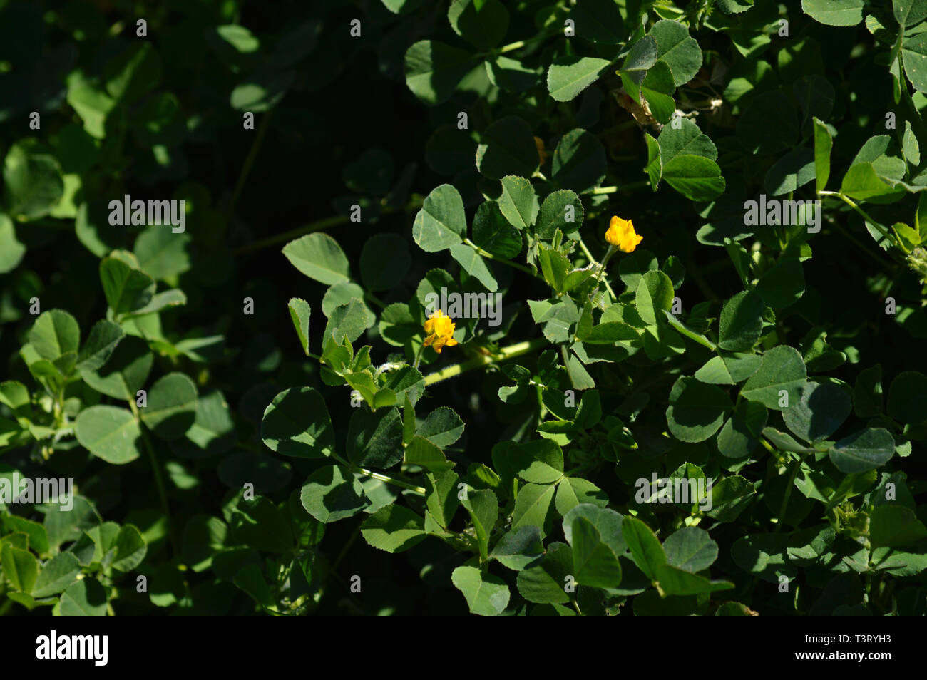 Medicago polymorpha hi-res stock photography and images - Alamy