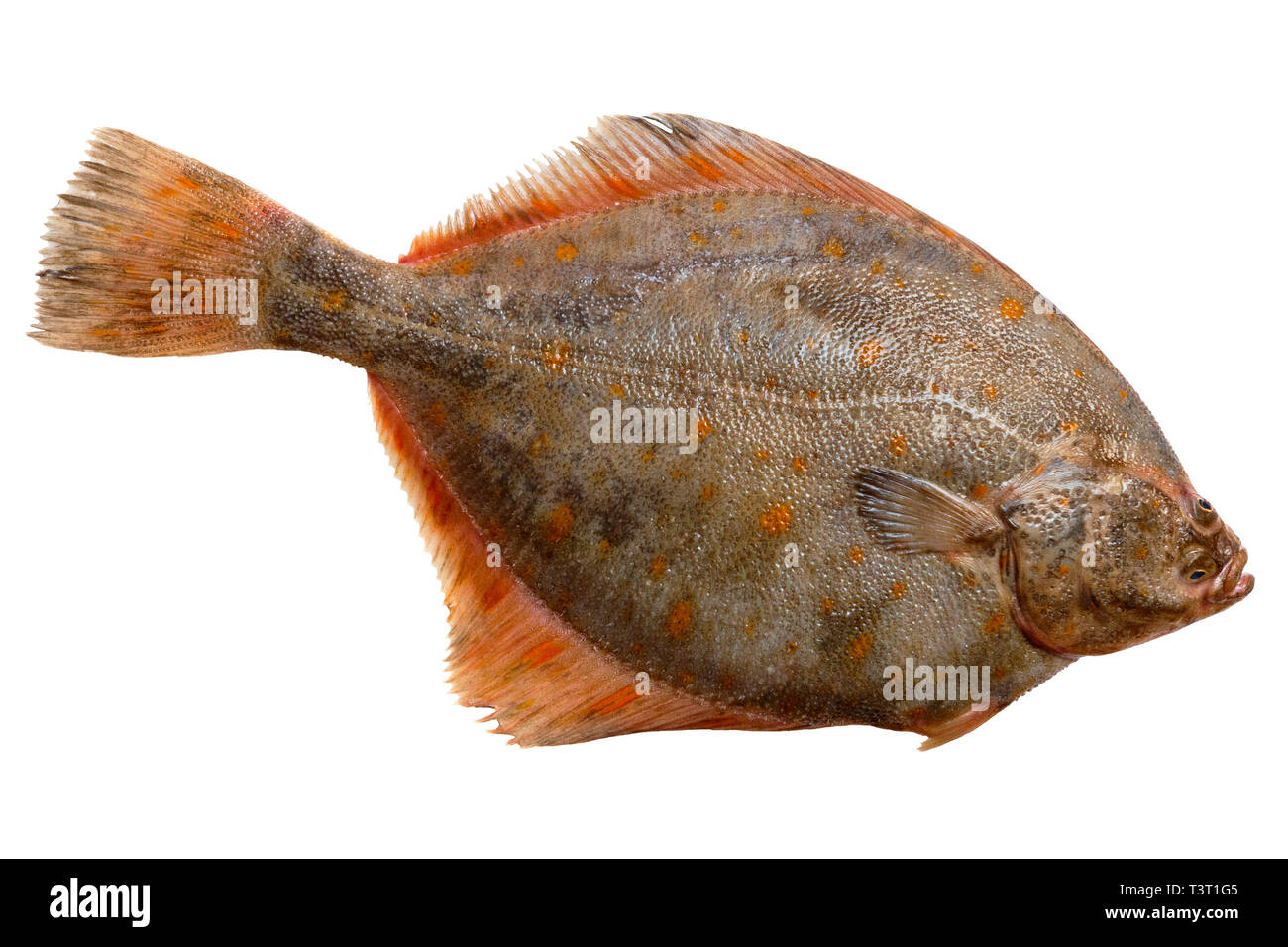 White spot fish hi-res stock photography and images - Alamy