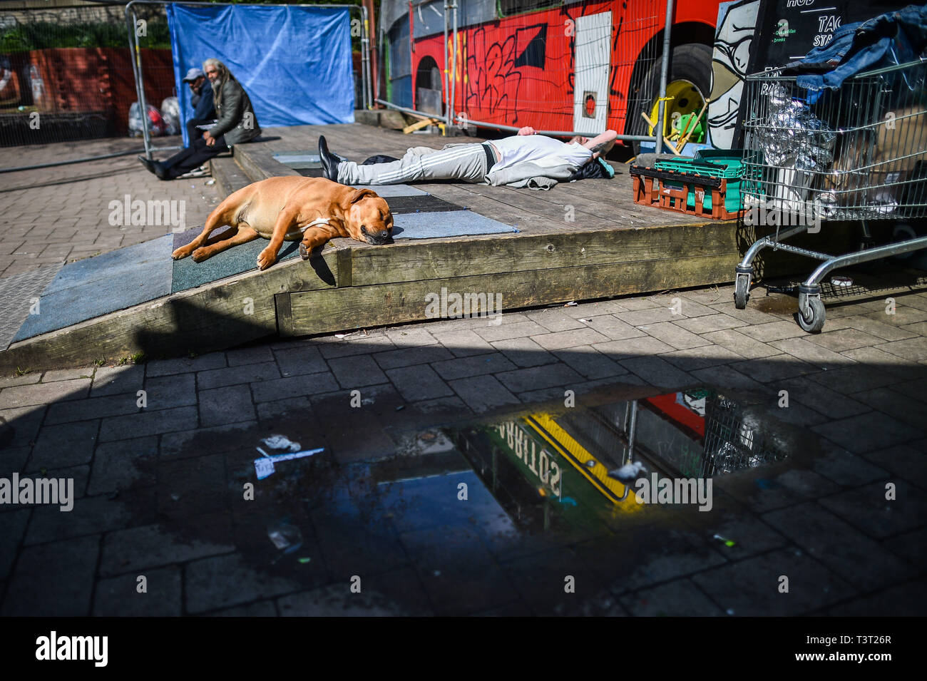 Roundabout dog hi-res stock photography and images - Alamy