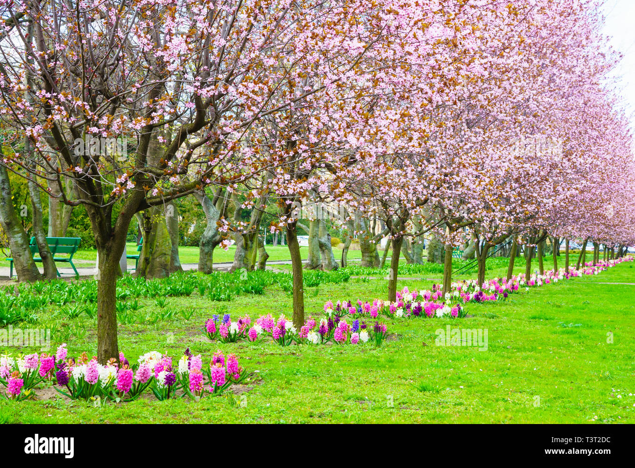 Pink cherry trees in a row alley. Garden spring blossom. Green grass ...