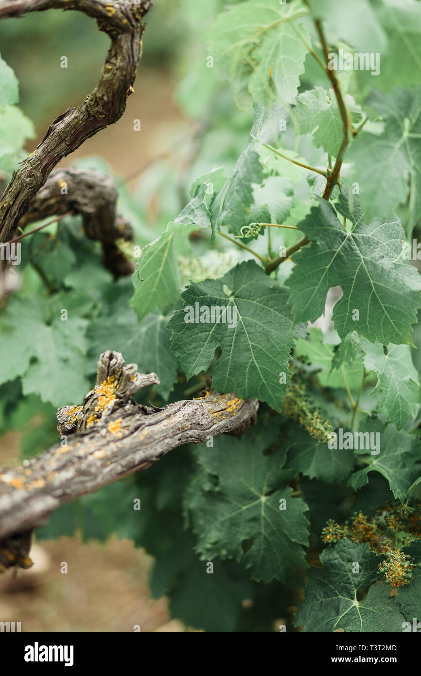 Various wine grapes growing hi-res stock photography and images - Alamy