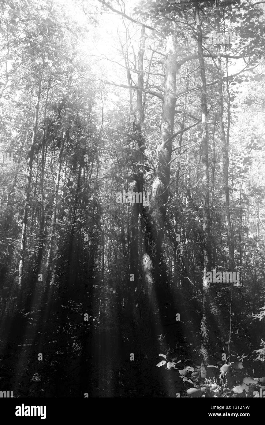 Vintage forest background. High trees in summer season Stock Photo - Alamy