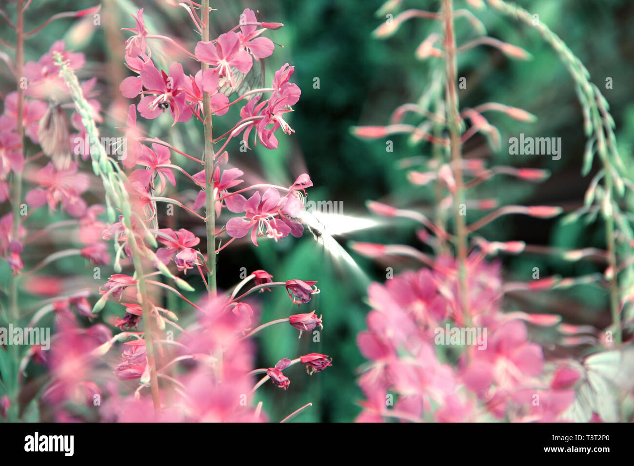 Willowherb - Epilobium Angustifolium. Blooming Sally . Purple Alpine ...