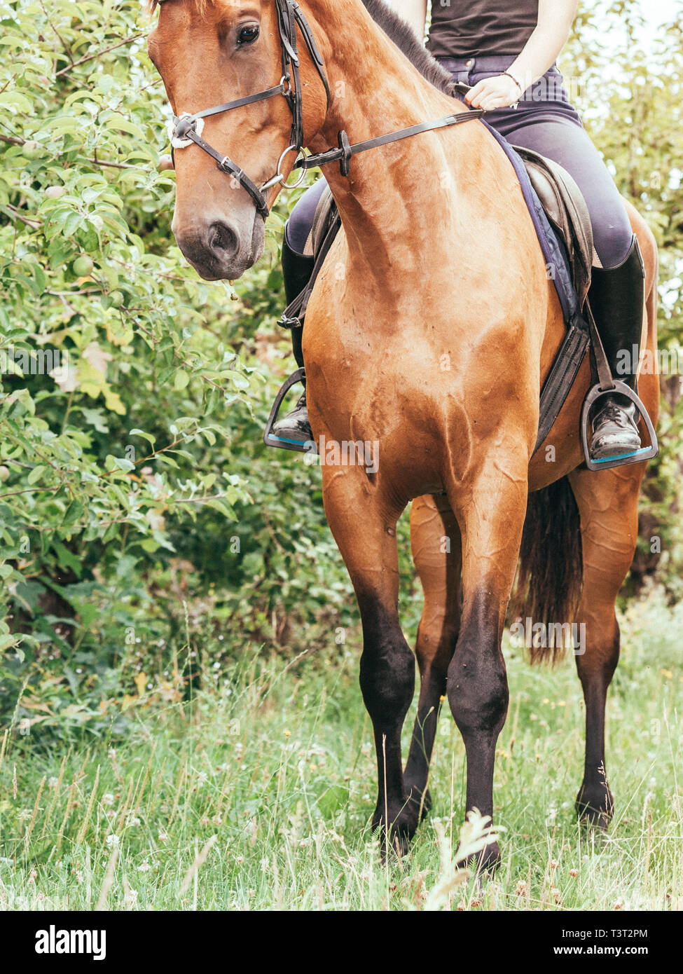 Woman riding on big horse hi-res stock photography and images - Alamy
