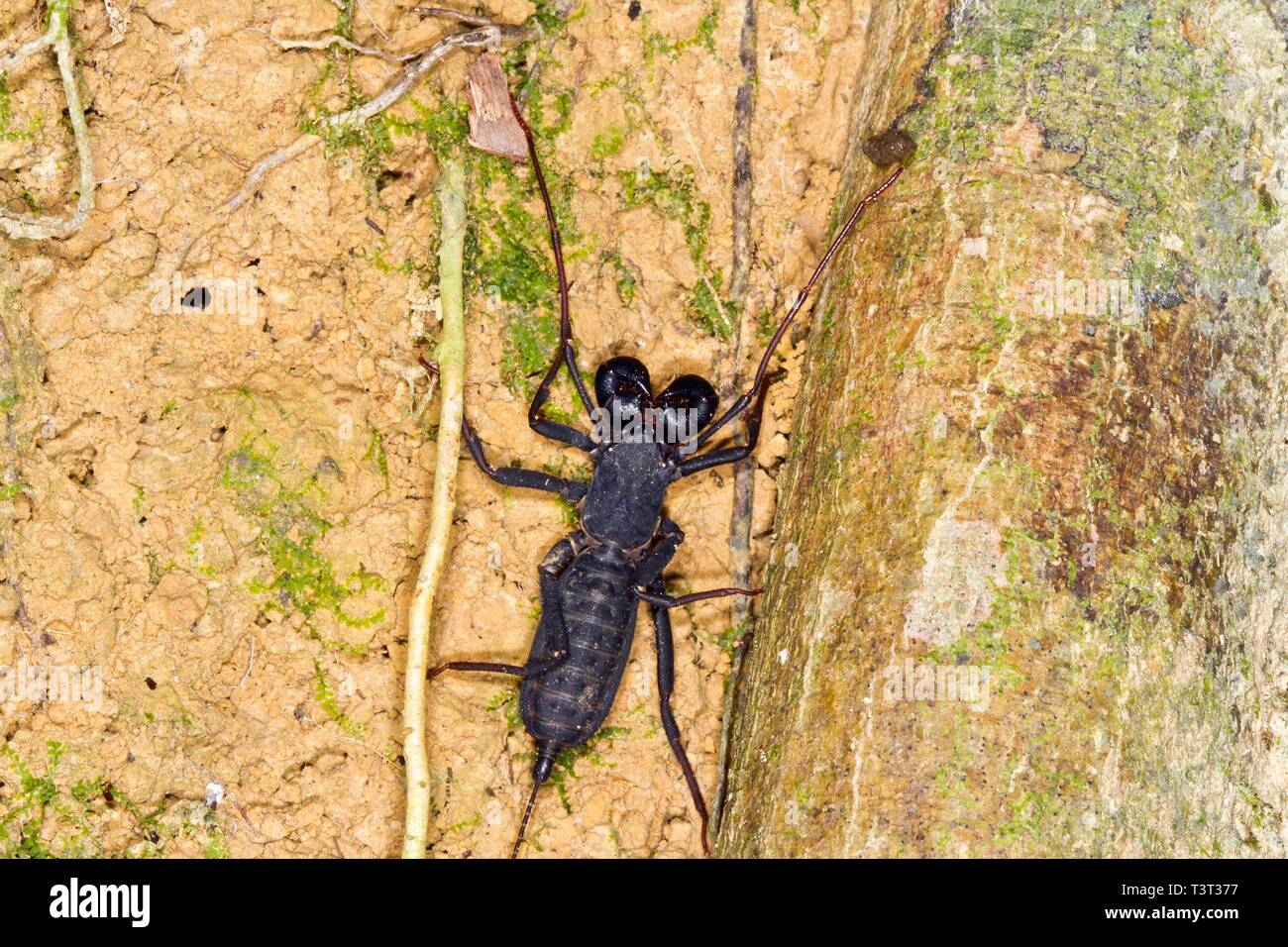 Whip scorpion (Uropygi), Sabah, Borneo, Malaysia Stock Photo - Alamy