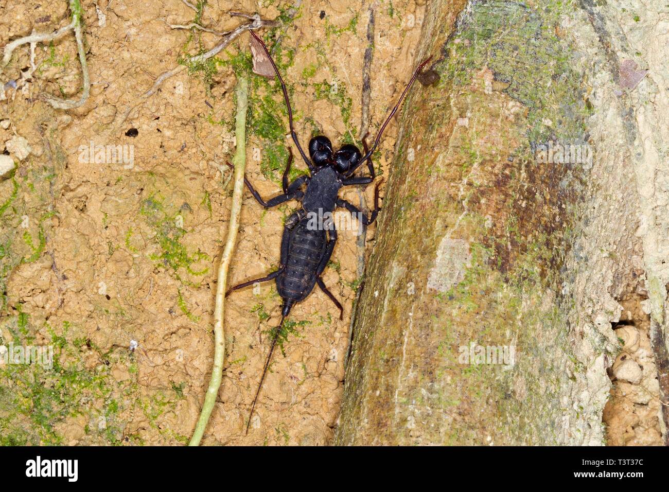 Whip scorpion (Uropygi), Sabah, Borneo, Malaysia Stock Photo - Alamy