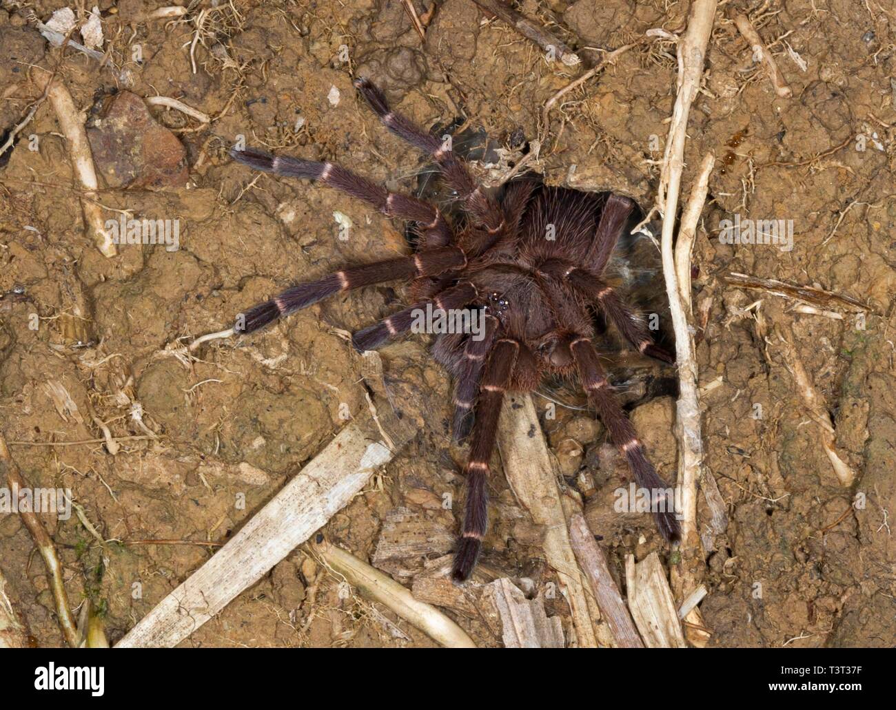Malaysian Tarantula Species