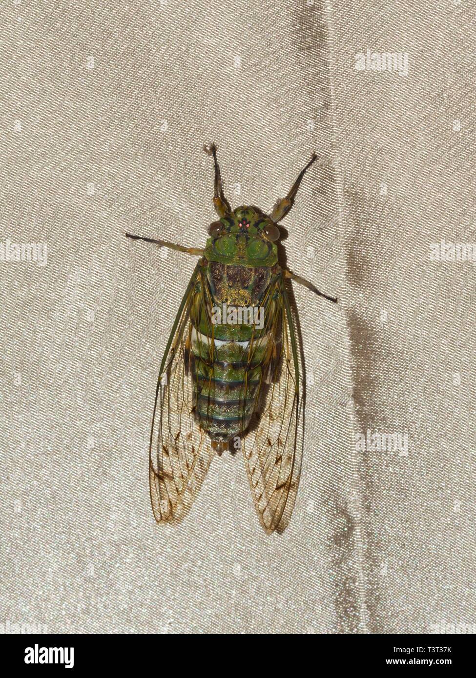 Tropical Giant Cicada (Pomponia merula), Sabah, Borneo, Malaysia Stock ...