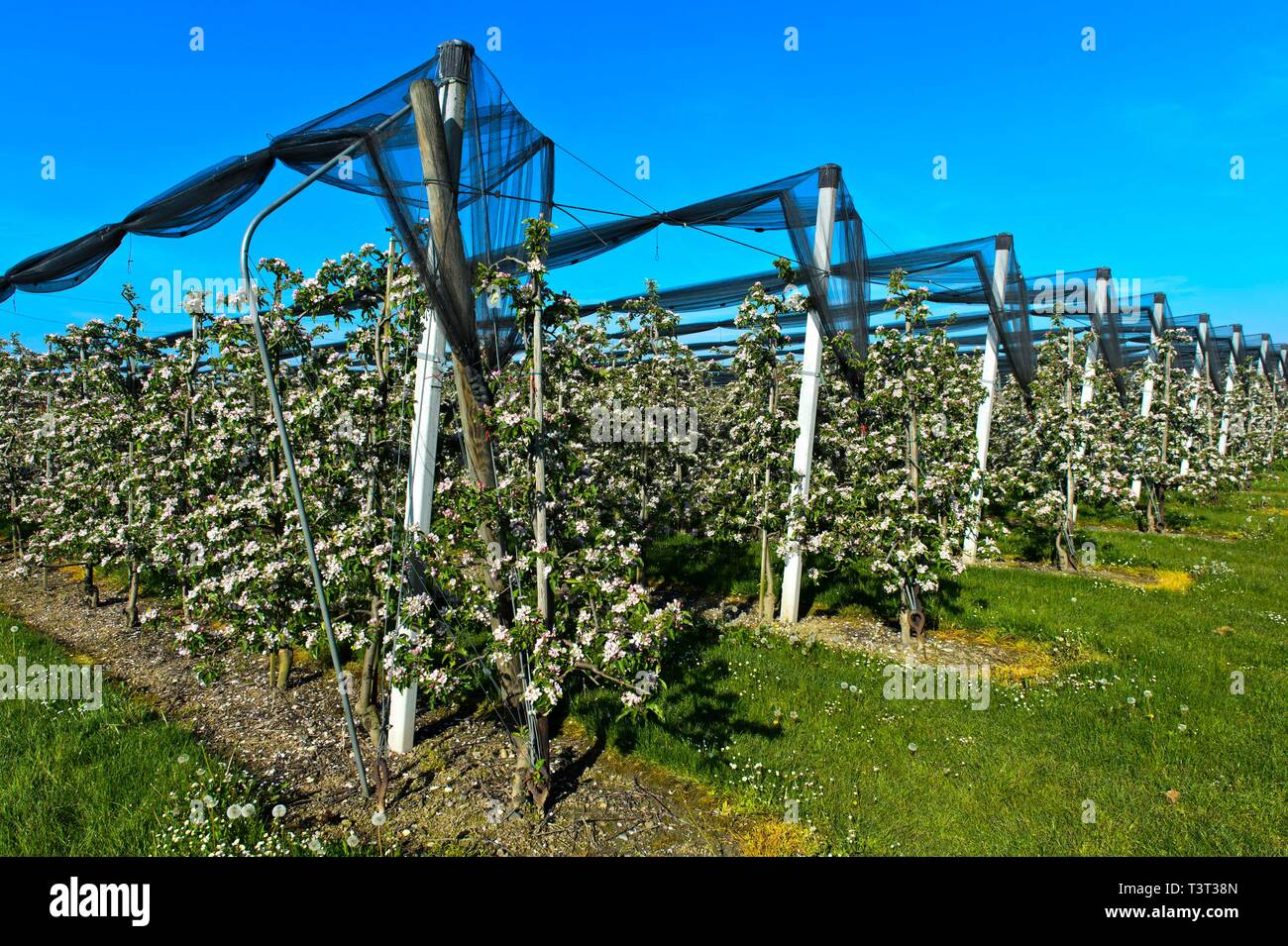 Intensively managed apple tree plantation in low trunk culture during ...