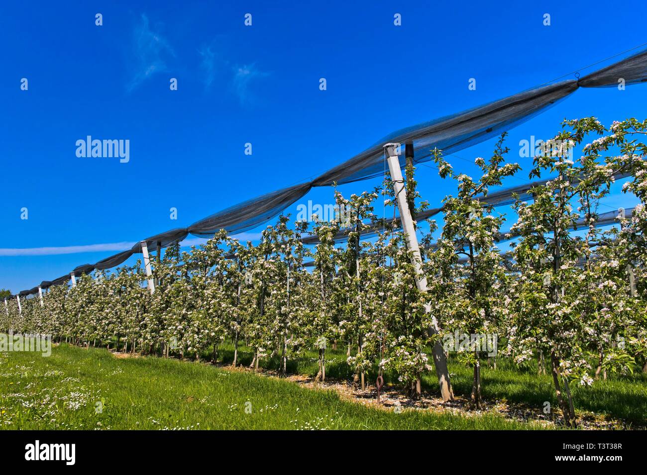 Intensively managed apple tree plantation in low trunk culture during ...