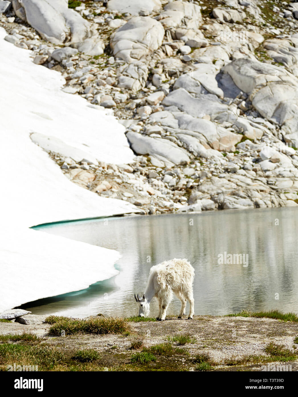 Goat grazing at still lake and remote hillside Stock Photo - Alamy