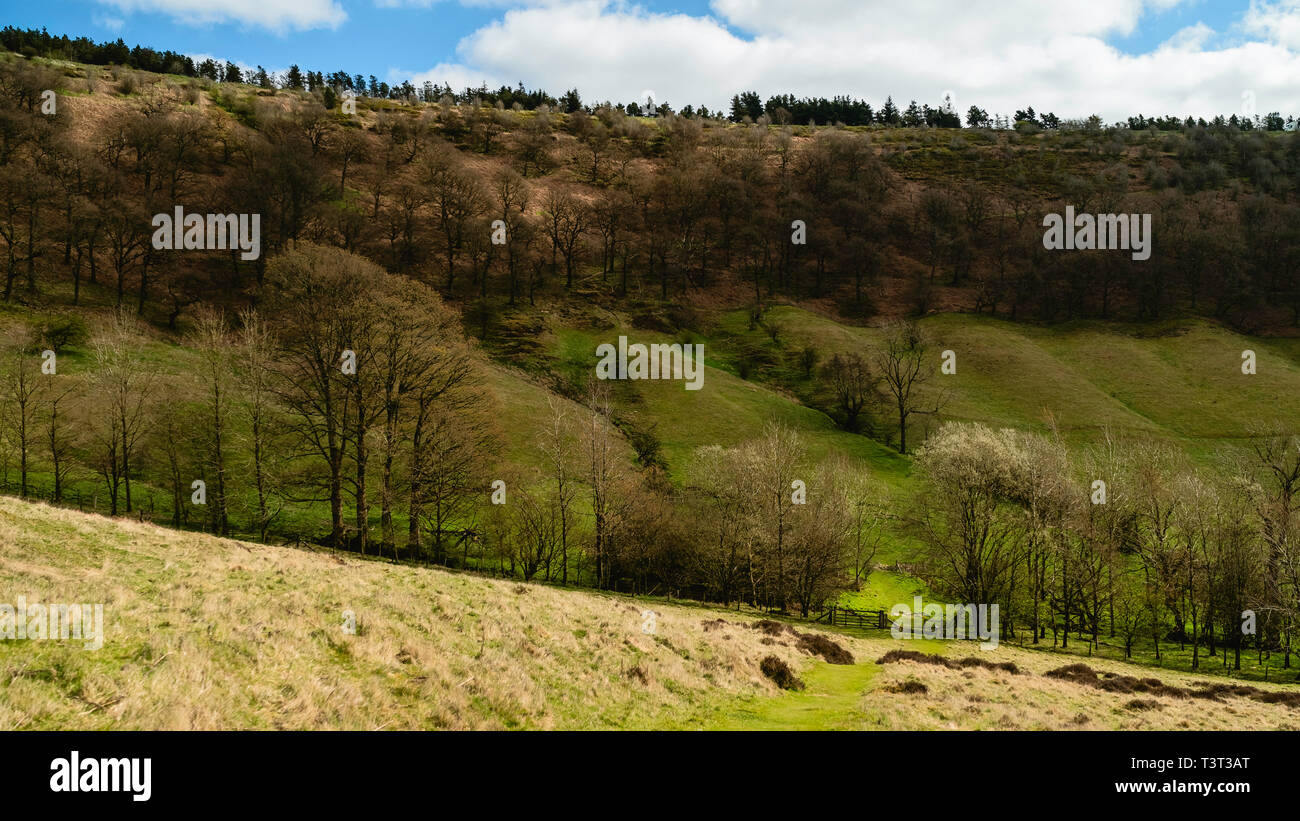 Beautiful walk through the North York Moors with trees, grasses, and ...