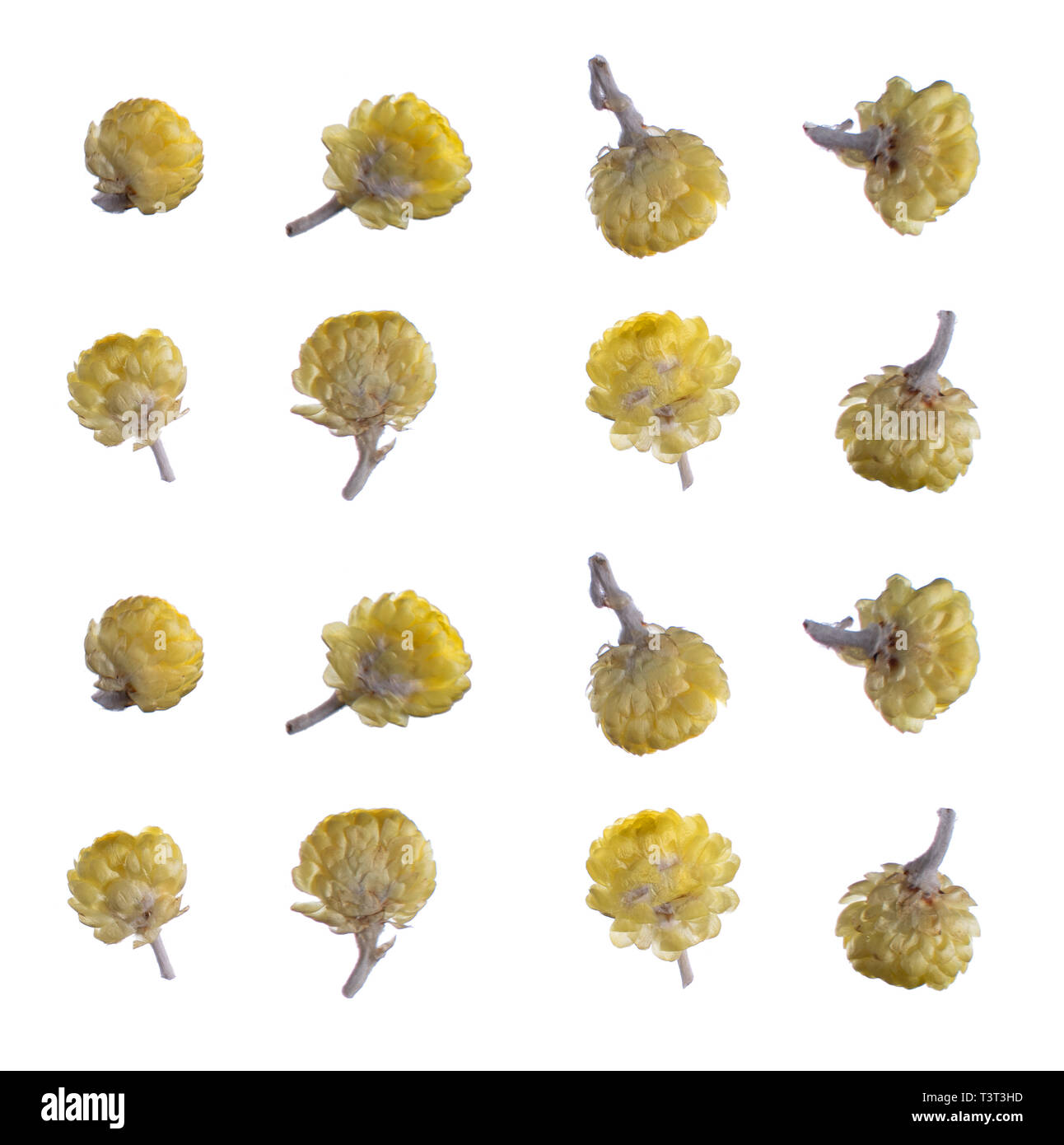 flat pressed dried flower pattern isolated on white background Stock ...