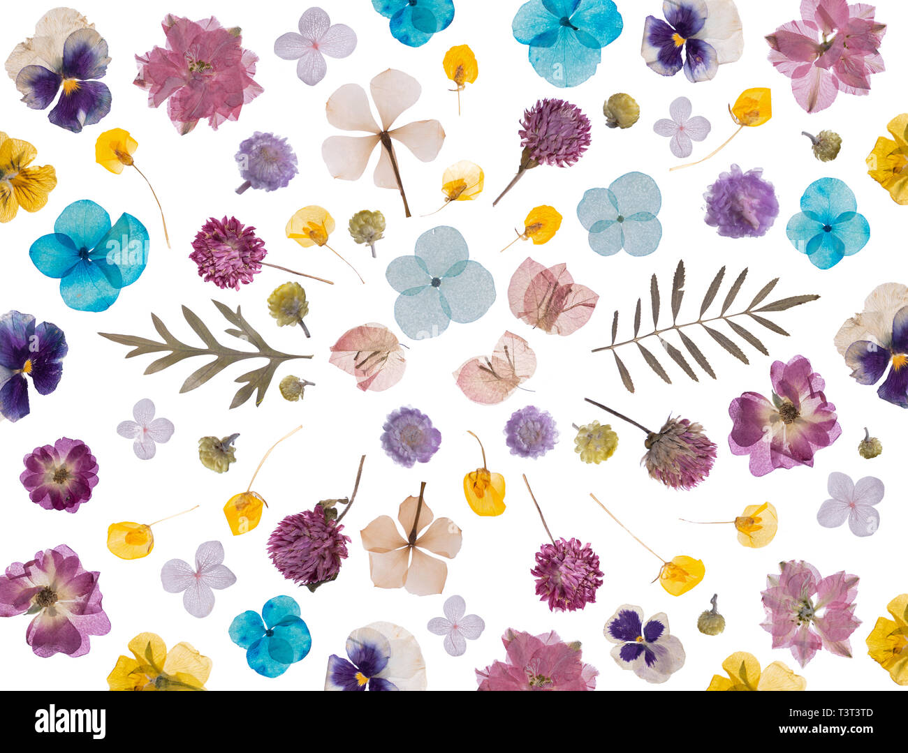 flat pressed dried flower pattern isolated on white background Stock ...