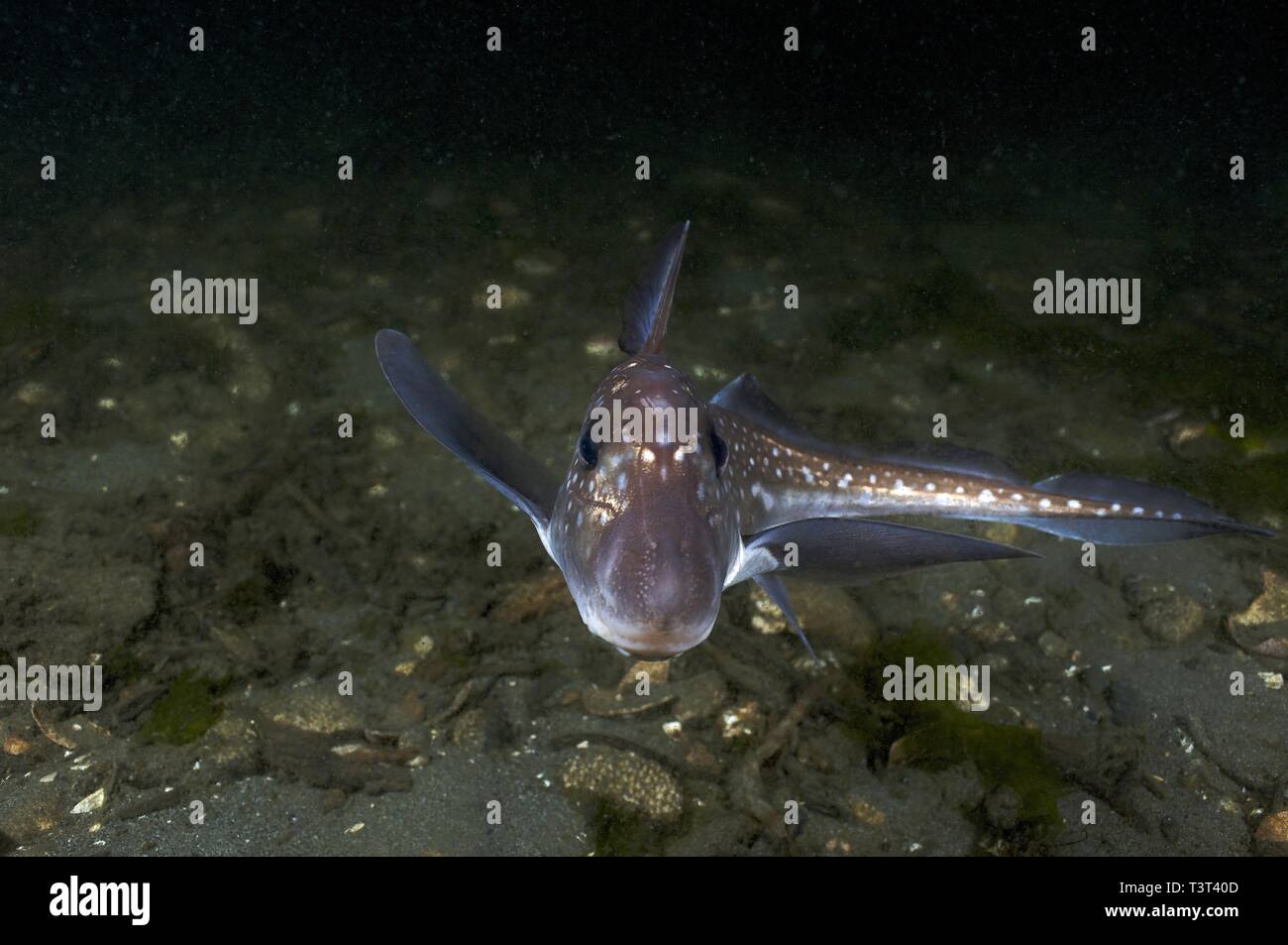 Ratfish High Resolution Stock Photography and Images - Alamy