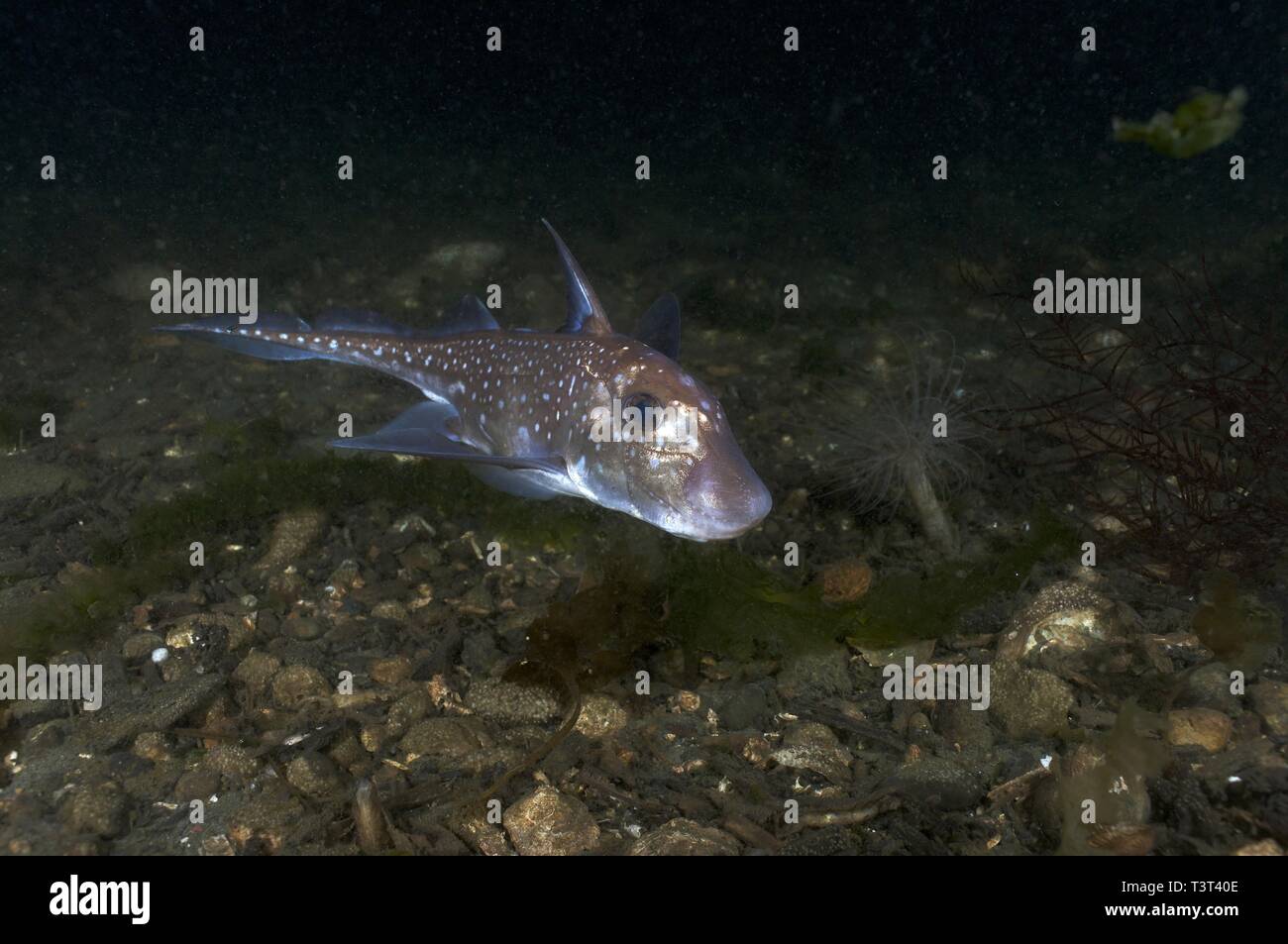 Puget Sound Underwater High Resolution Stock Photography and Images - Alamy