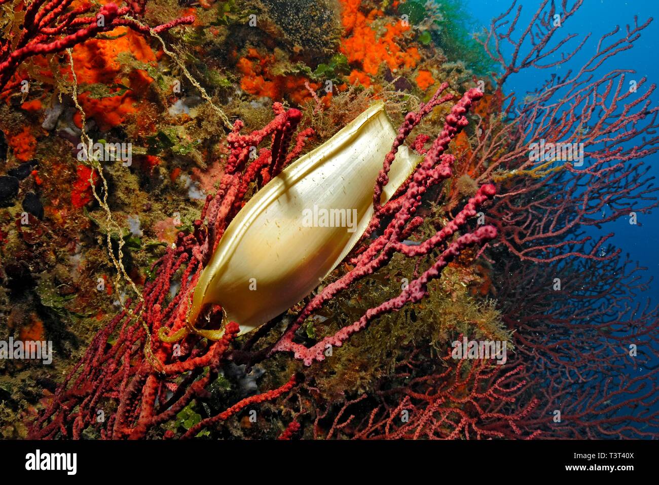 Shark Embryo Egg High Resolution Stock Photography and Images - Alamy