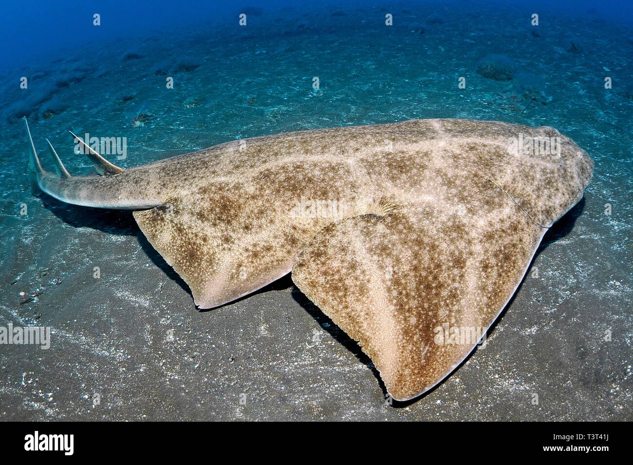 Squatina Squatina High Resolution Stock Photography and Images - Alamy