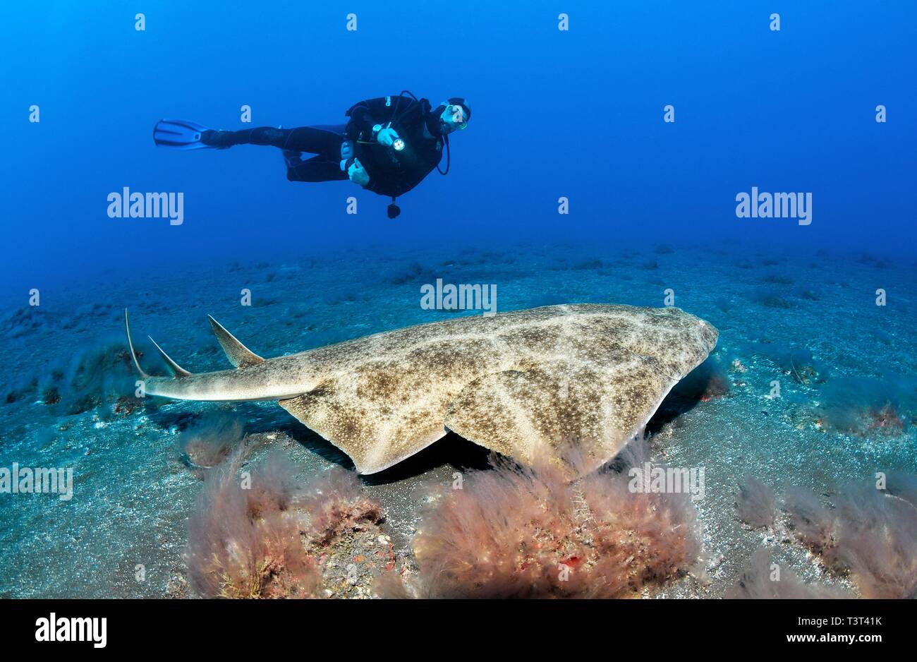 Angel Shark Squatina Squatina High Resolution Stock Photography and ...