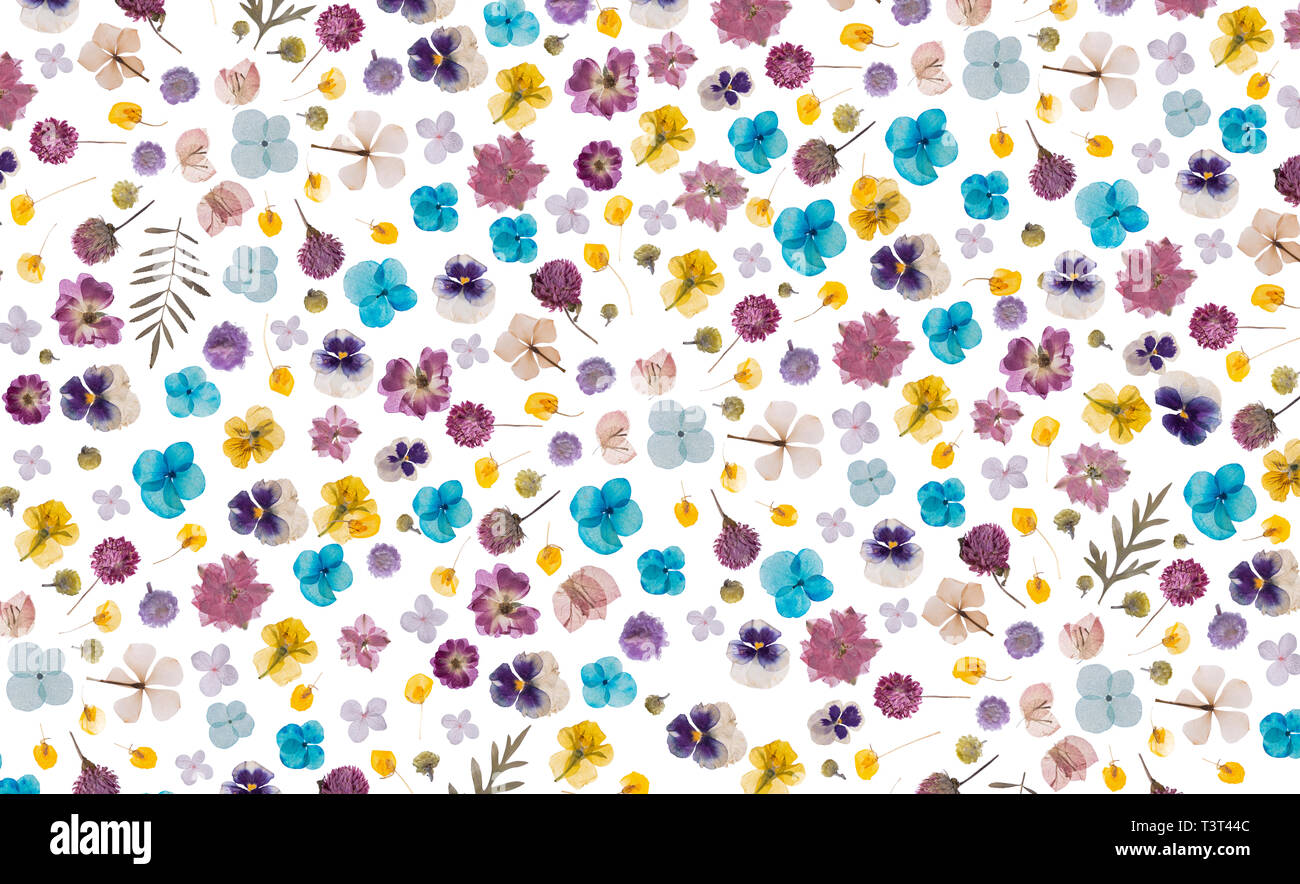 flat pressed dried flower pattern isolated on white background Stock ...