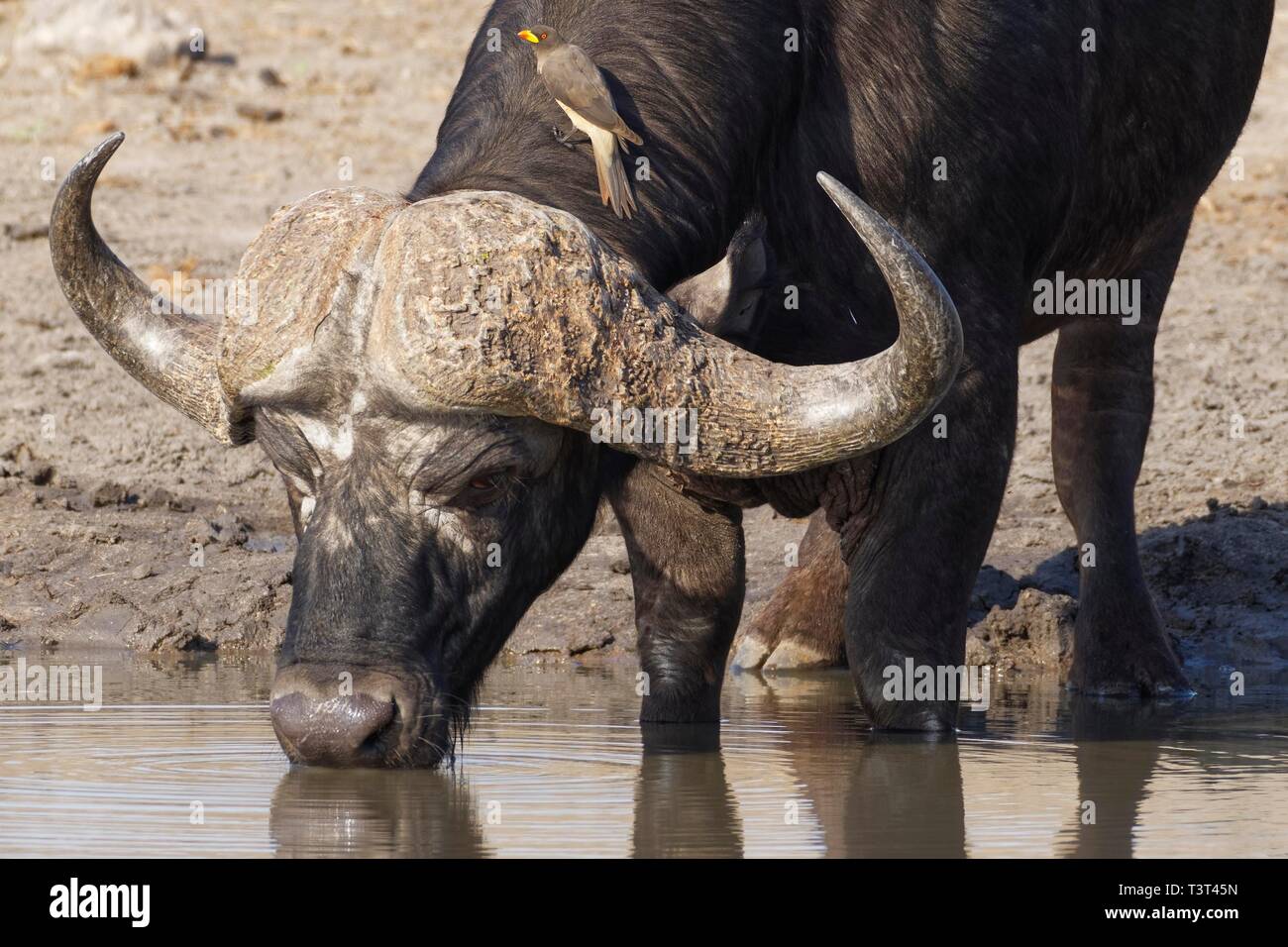 Sitting on a african buffalo hi-res stock photography and images - Alamy